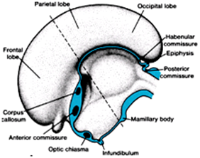 Development of the brain - RME